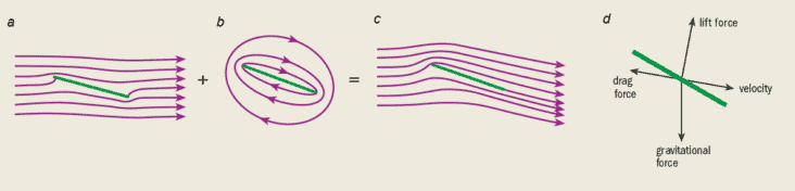 Flutter and tumble in fluids – Physics World