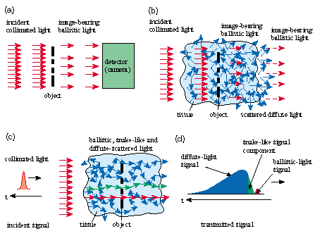 Biomedical optics – Physics World