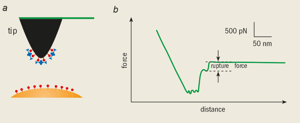 Single molecules feel the force – Physics World