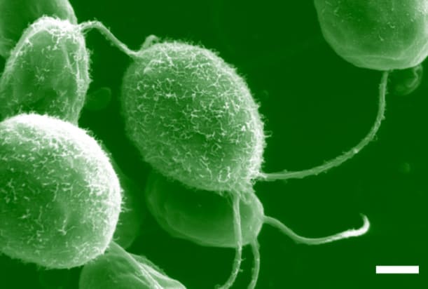 Active rotation plays a role in the jamming–unjamming transition in ...