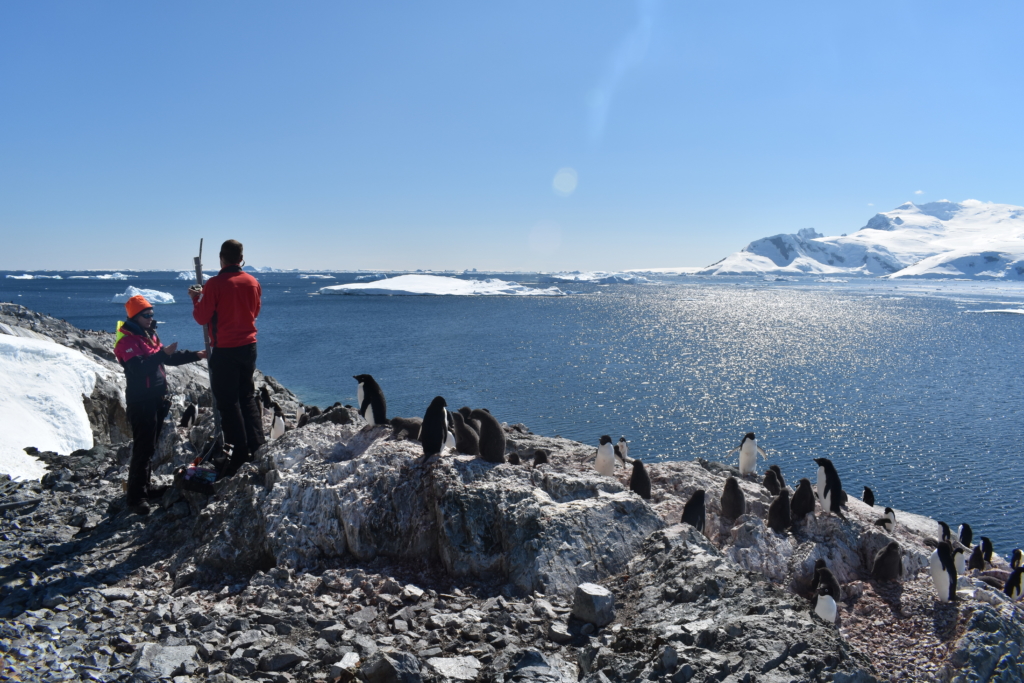 Penguin spotting – Physics World