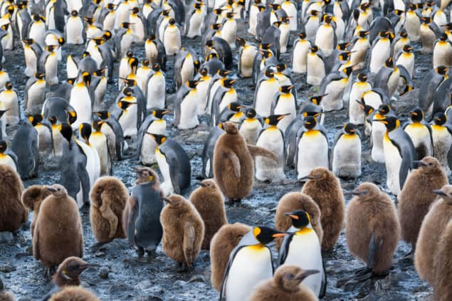 Penguin spotting – Physics World