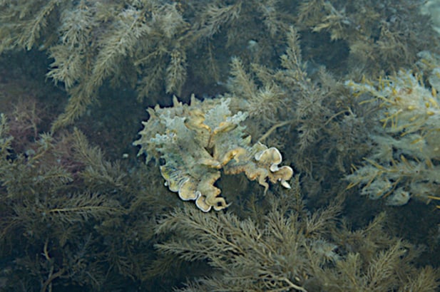 Octopus skin inspires new infrared reflector – Physics World
