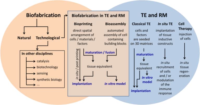 How do you define biofabrication today? – Physics World