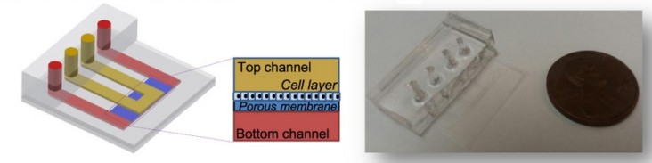 Kidney chip targets more efficient drug development – Physics World