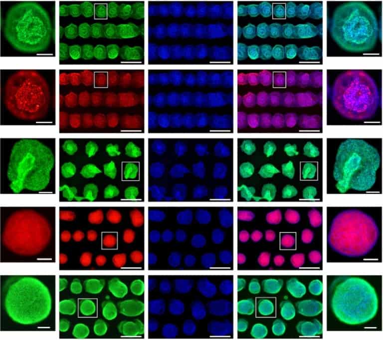 Laser bioprints stem cells – Physics World