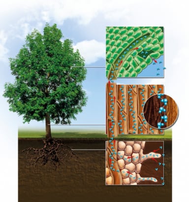 Top tips from tree tops – Physics World