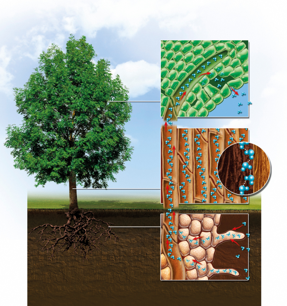 Top tips from tree tops – Physics World