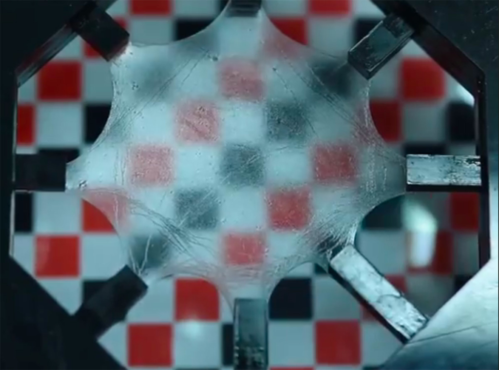 Functional gradient effects make spider webs special – Physics World
