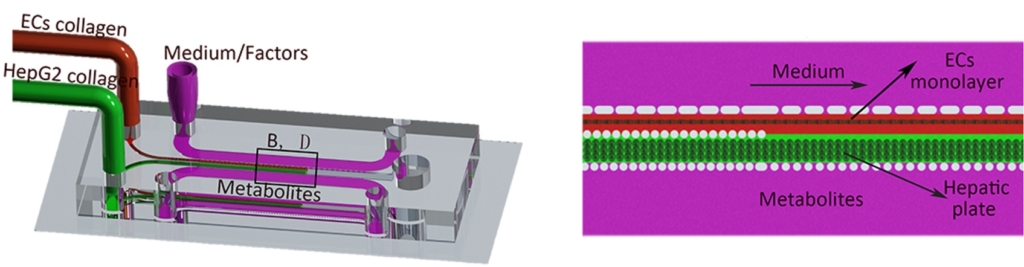 Liver model improves drug testing – Physics World