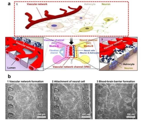 Microfluidic interface enables neurovascular interactions – Physics World