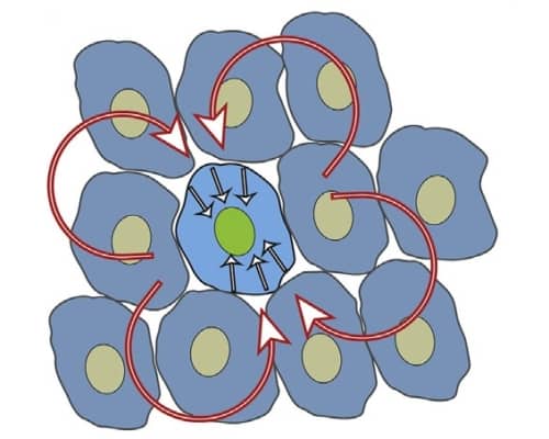 Investigating the mechanisms of collective cell migration – Physics World