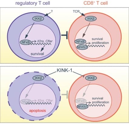 Targeting the immune system delays tumour progression – Physics World