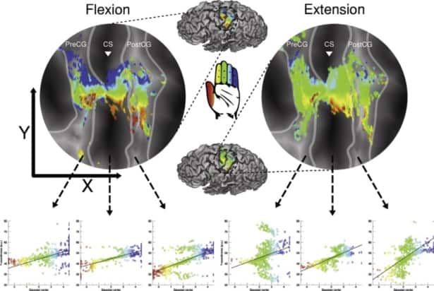 fMRI reveals finger motion encoding in the brain – Physics World