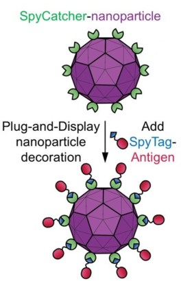 Modular system builds effective vaccines – Physics World