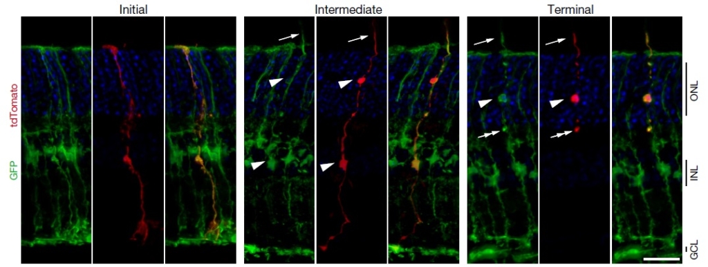 Activating retinal stem cells restores vision in mice – Physics World