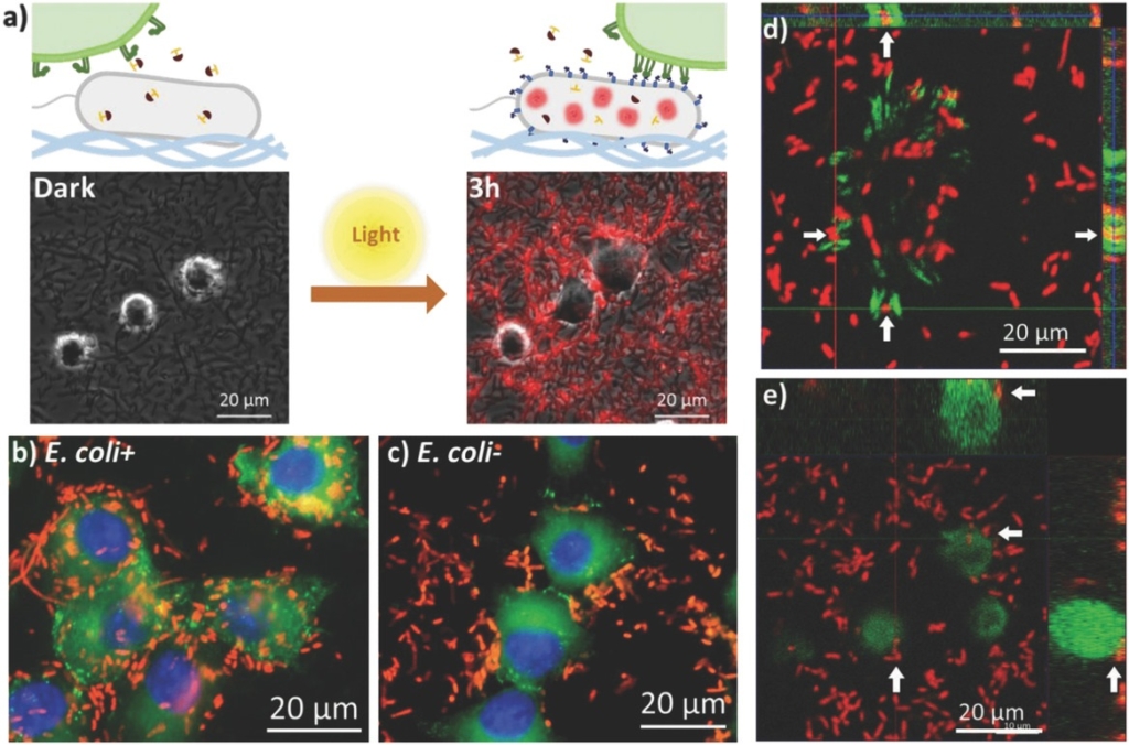 Light controls a ‘living biomaterial’ – Physics World