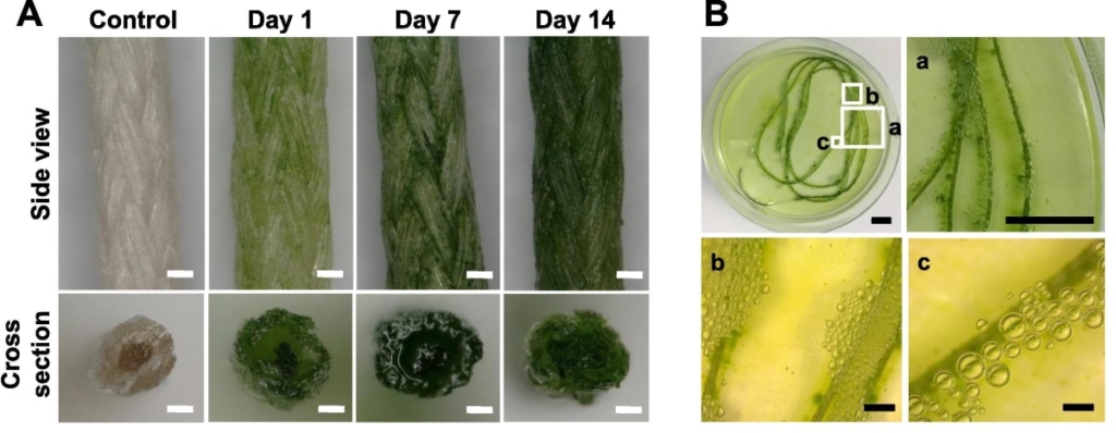 Photosynthetic sutures promote wound healing – Physics World