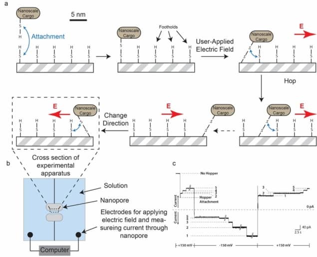 Molecular hopper lines up for DNA sequencing – Physics World
