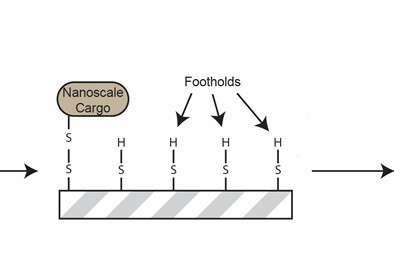 Molecular hopper lines up for DNA sequencing – Physics World