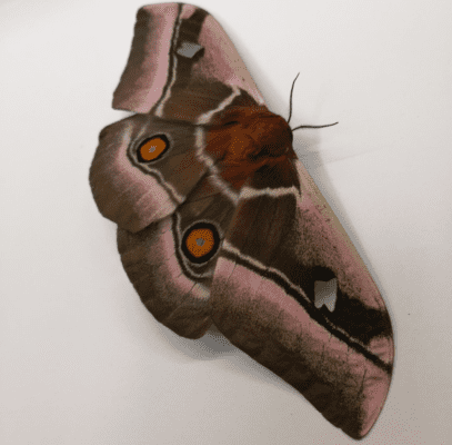 Moth-inspired robot swarms could soon sniff out harmful substances ...