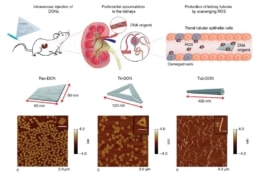 DNA origami heals kidneys – Physics World