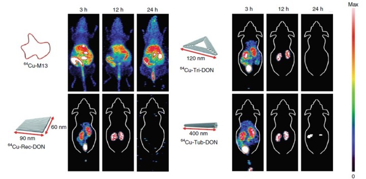 DNA origami heals kidneys – Physics World