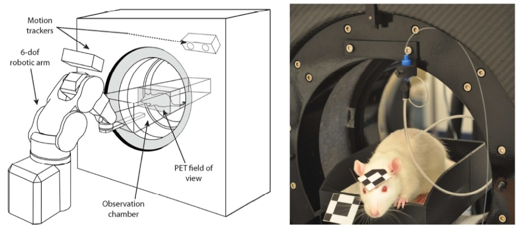 Open-field PET enables brain scans of rats in motion – Physics World
