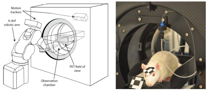 Open-field PET enables brain scans of rats in motion – Physics World