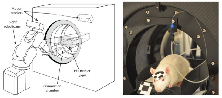 Open-field PET enables brain scans of rats in motion – Physics World