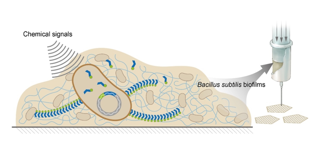 3D printing and genetic engineering bring biofilms to life – Physics World