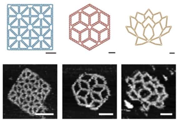 Engineered DNA nanotubes form tiny pipes into cells – Physics World