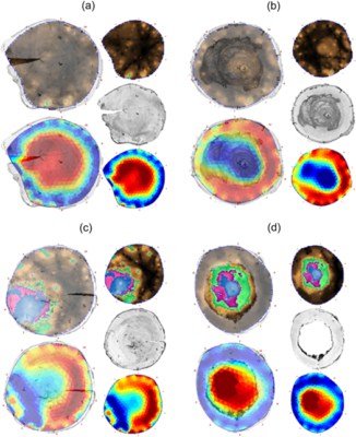 Sonic tomographs sound out tree rot – Physics World