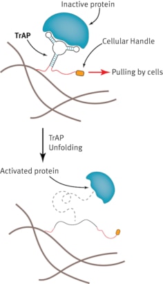 Traction forces release growth factors from cells to heal wounds ...