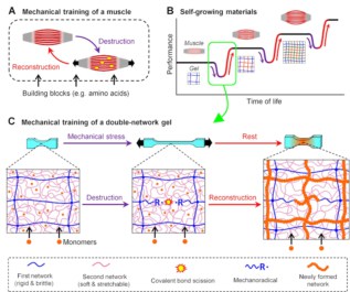 Artificial muscles go with the twist – Physics World