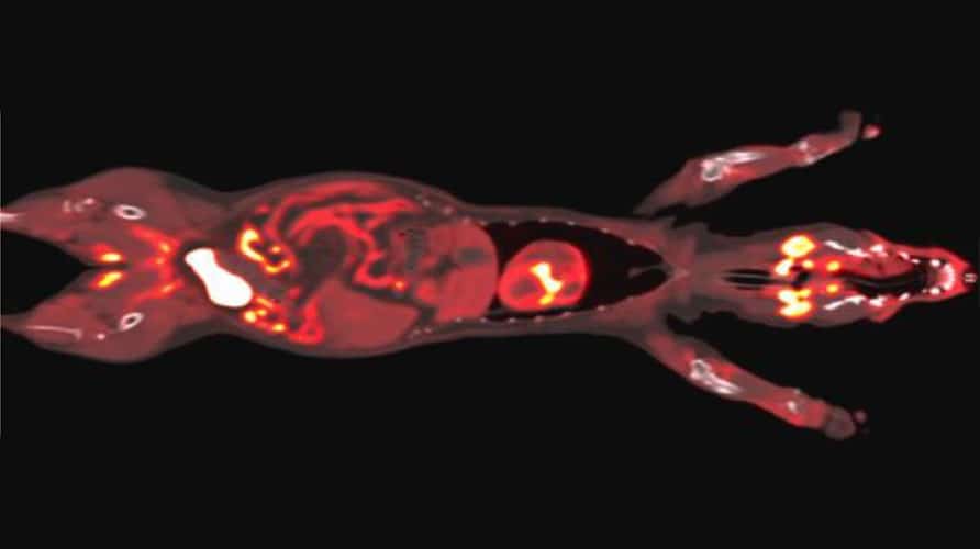 Whole-body PET for your pet – Physics World