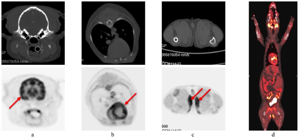 Whole-body PET for your pet – Physics World