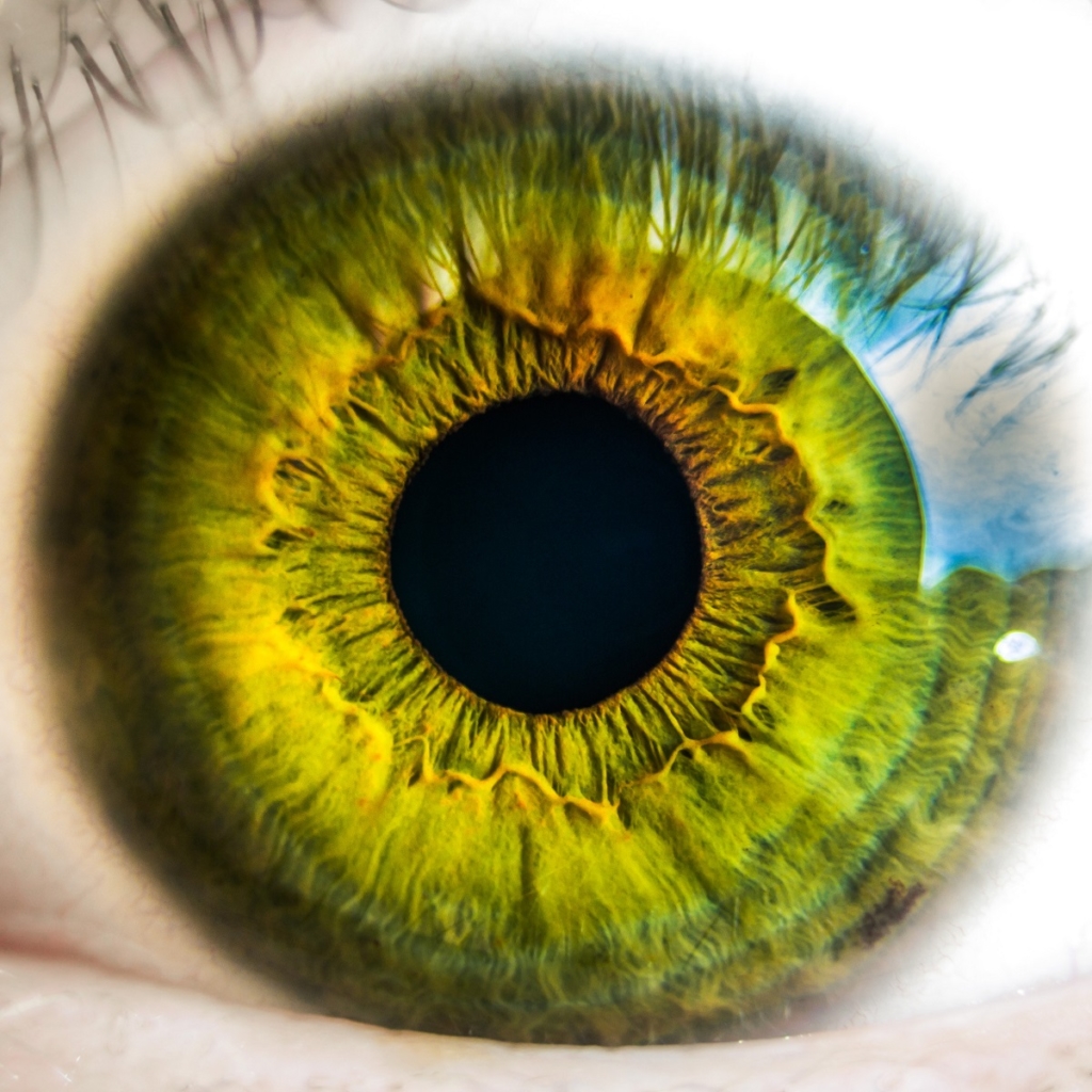 Bioengineered corneal tissue restores sight in people with diseased or ...