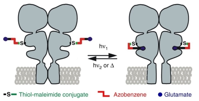 Photoswitches selectively activate individual neurons – Physics World