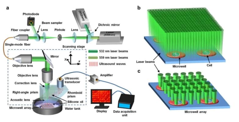 Photoacoustic microscopy captures variation within tumours – Physics World