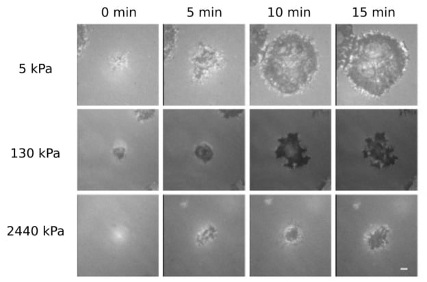 Human immunity is perhaps a touchy-feely process – Physics World
