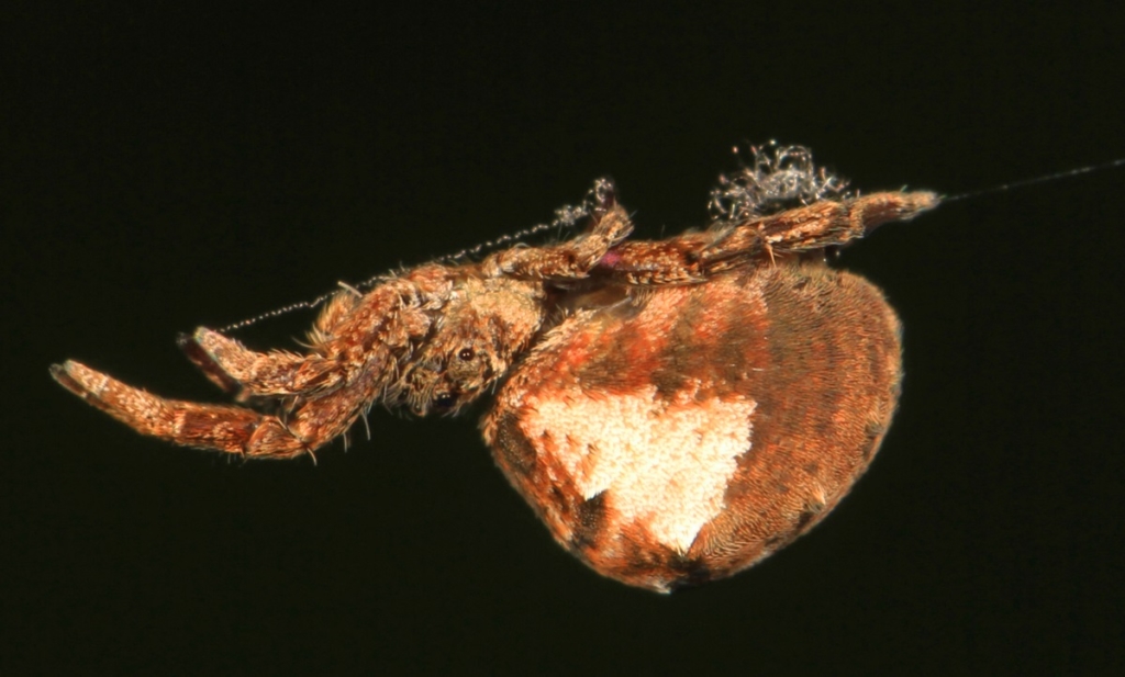 Artificial spider web gets an ionic boost – Physics World