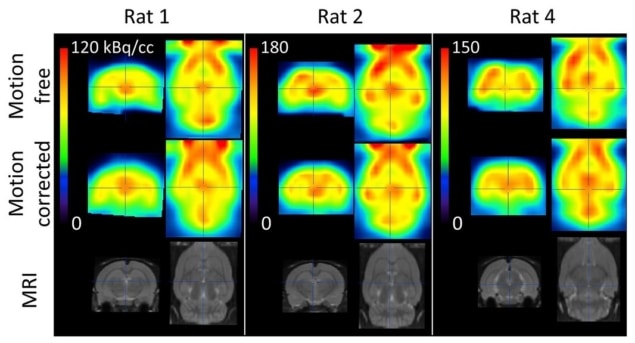 PET scanner images free-moving, interacting rats – Physics World