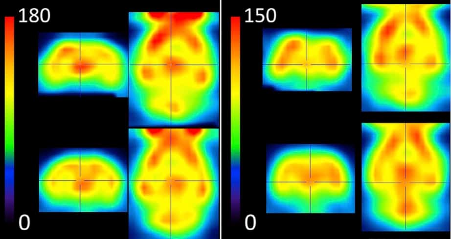 PET scanner images free-moving, interacting rats – Physics World
