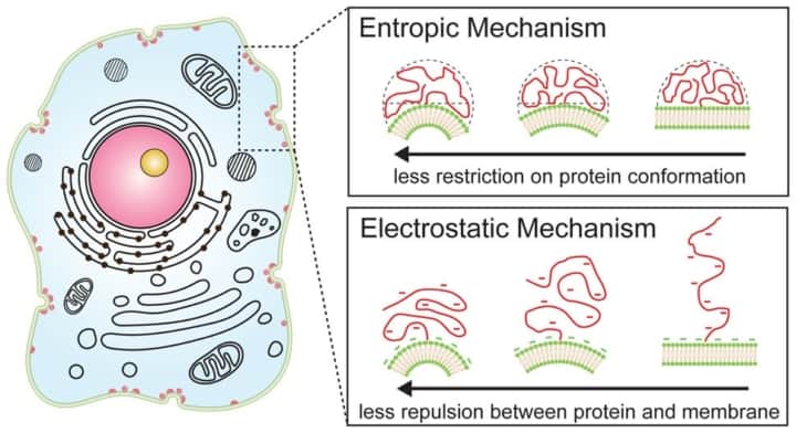 Entropy and electrostatics help disordered proteins sense curvature ...