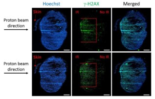 Small-animal irradiation platform performs preclinical proton studies – Physics World