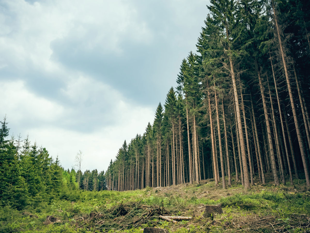 Biomass energy: green or dirty? – Physics World