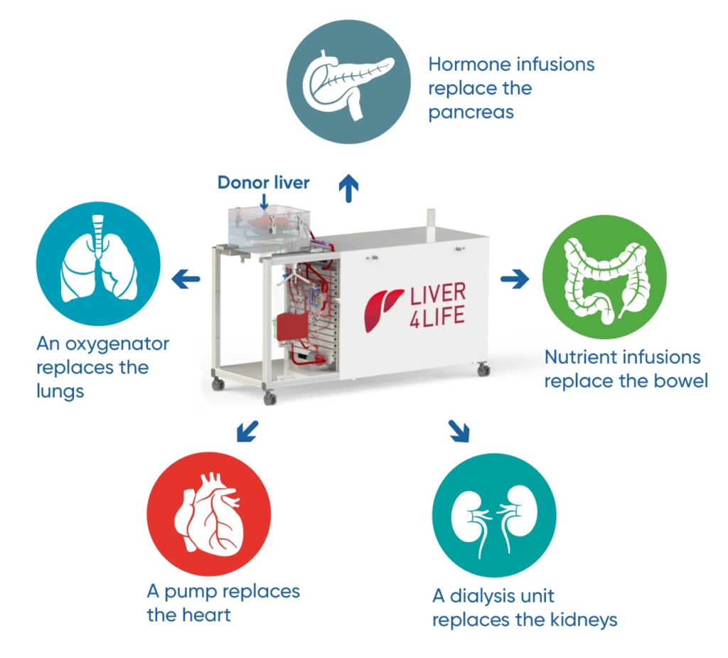 Novel perfusion machine can keep livers alive for a week – Physics World