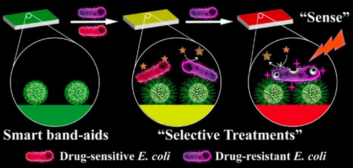 Smart band-aid senses and treats bacterial infections – Physics World