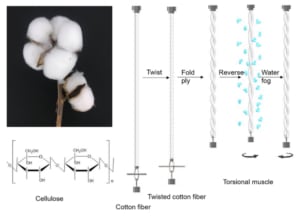 Cotton yarn flexes its muscles – Physics World